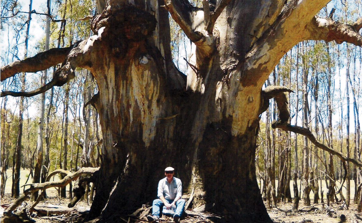 River red gum - more than just a tree - CSIRO