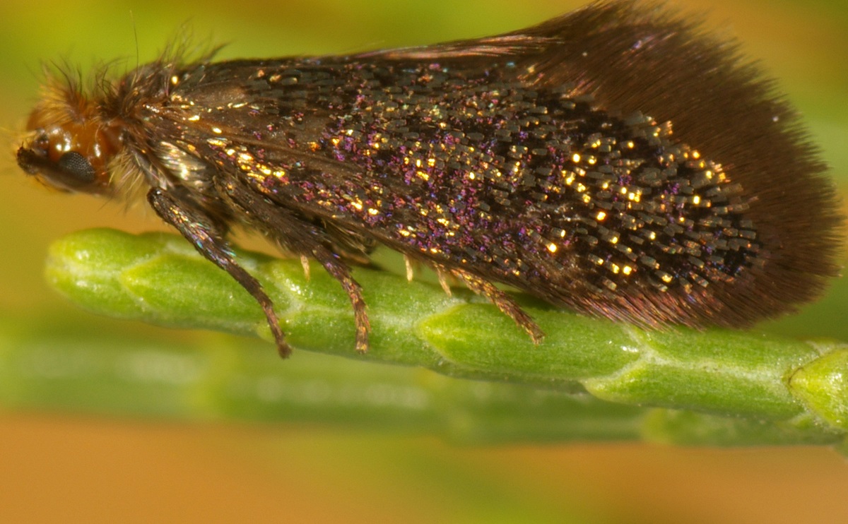 Enigma moth helps crack evolution's code - CSIRO