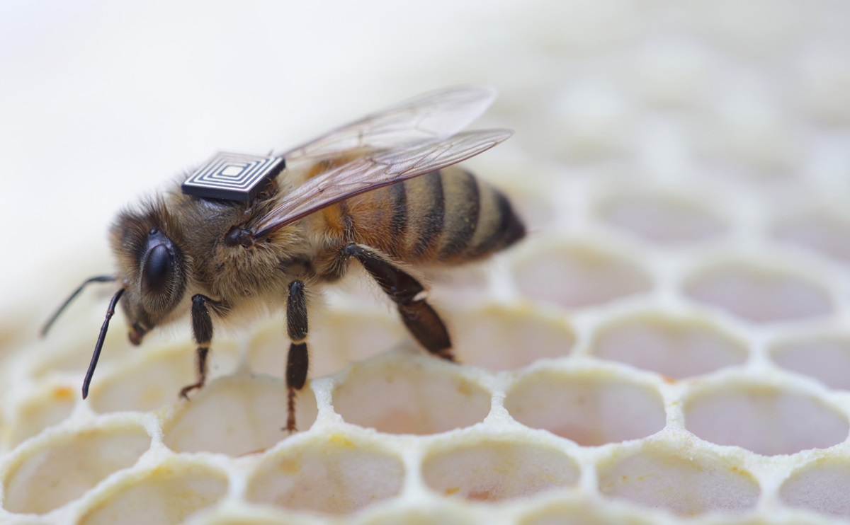 CSIRO calls on researchers worldwide to join forces to save honey bees ...