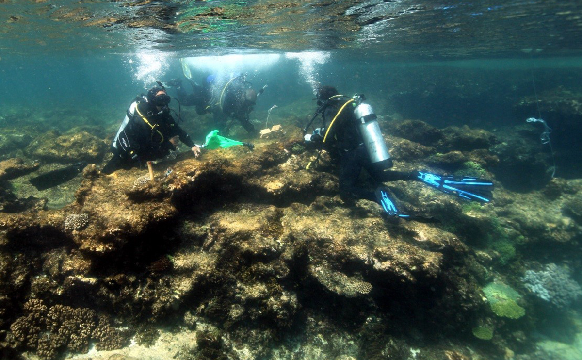 Full moon spawns reproductive frenzy - CSIRO