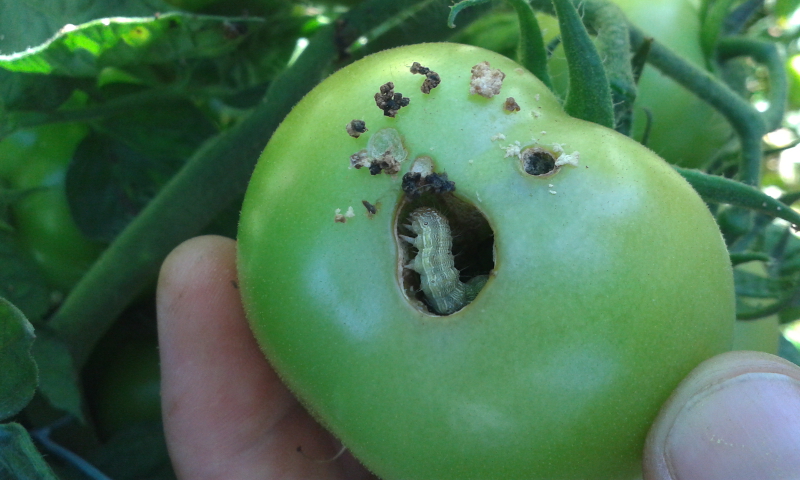 Scientists discover hybrid swarm in global mega-pest - CSIRO