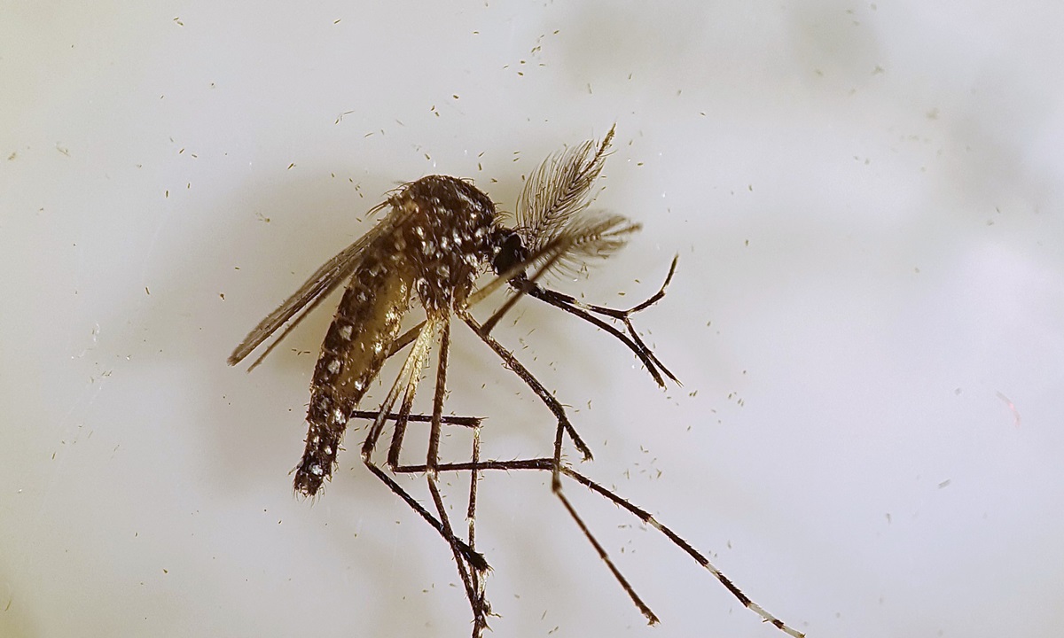 Trial wipes out more than 80 per cent of disease-spreading mozzie - CSIRO