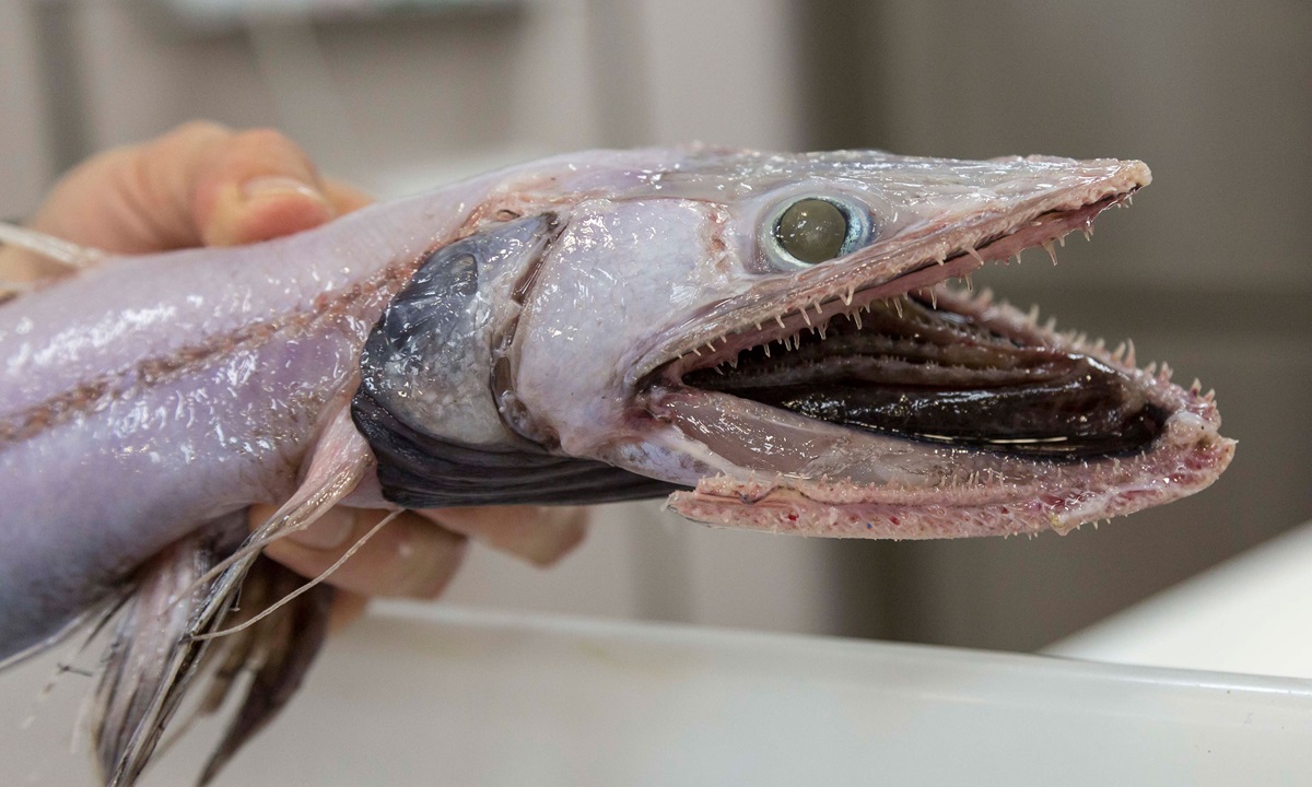 Naming faceless fish from the abyss - CSIRO