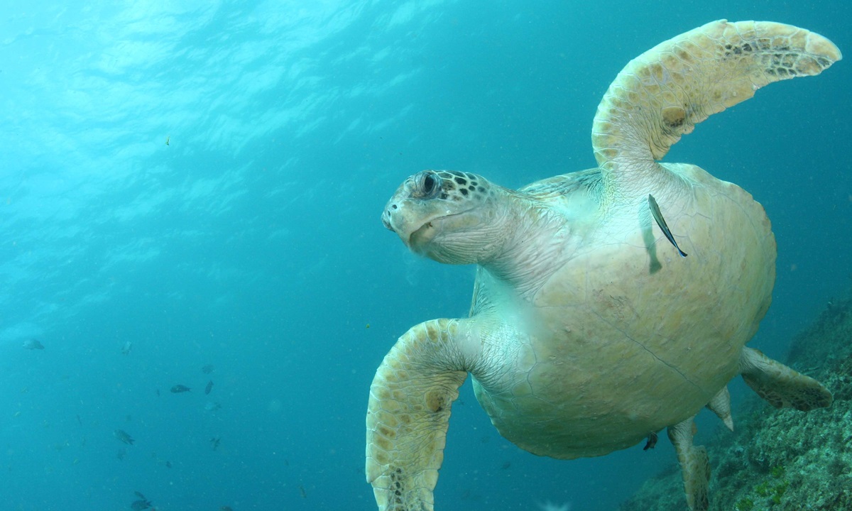 How much plastic does it take to kill a turtle? - CSIRO