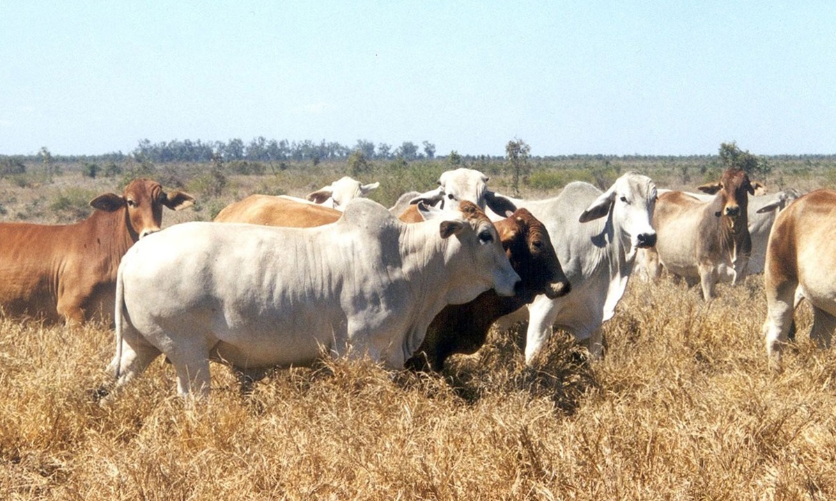 CSIRO auctions historic bull semen for charity - CSIRO