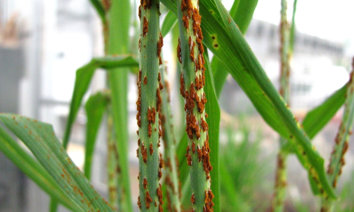 Cereal killer's deadly touch could lead to new wheat threat - CSIRO