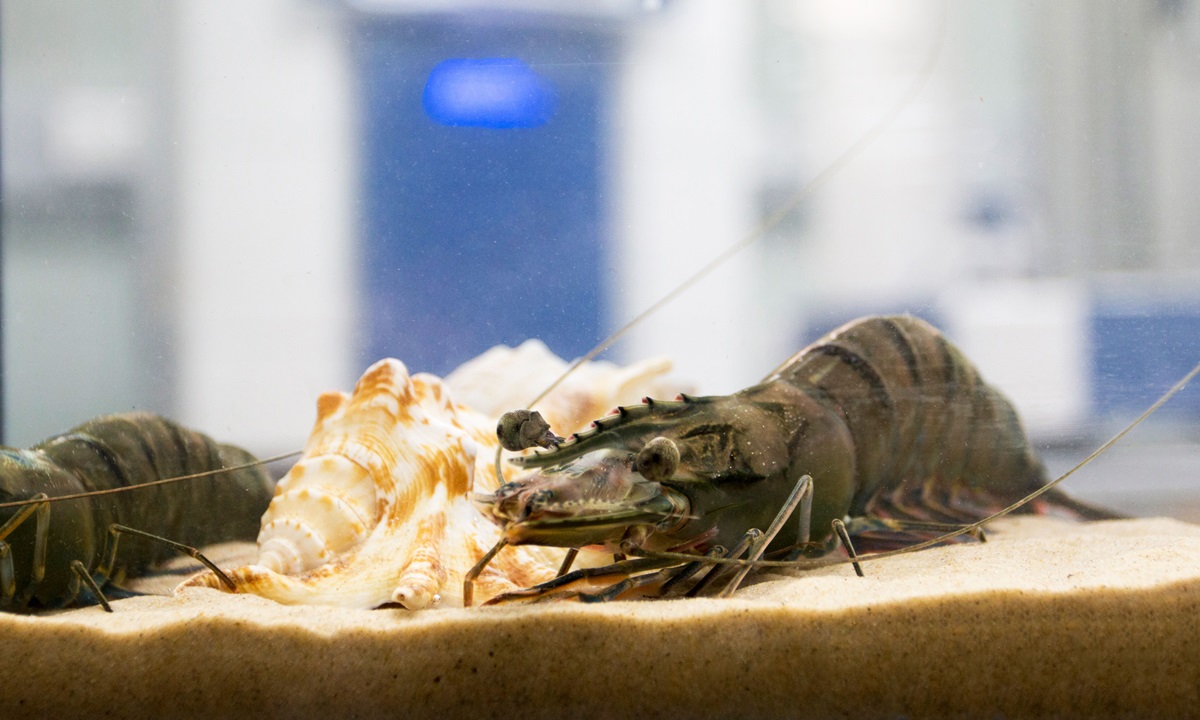Science delivers more Aussie-grown prawns for Christmas - CSIRO