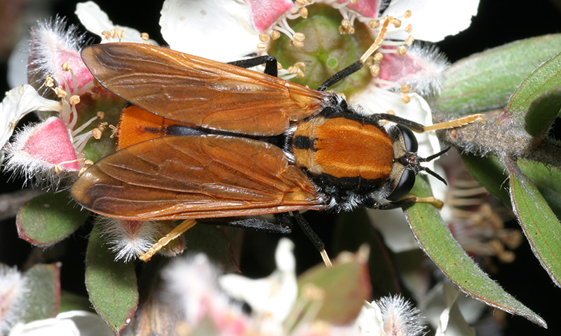 Australian researchers call for help to save our insects - CSIRO