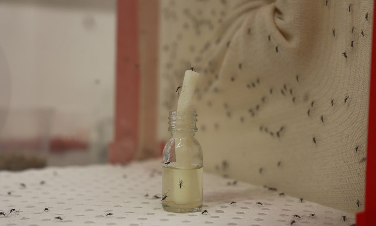 Mozzies get their wings clipped in spreading Zika virus - CSIRO