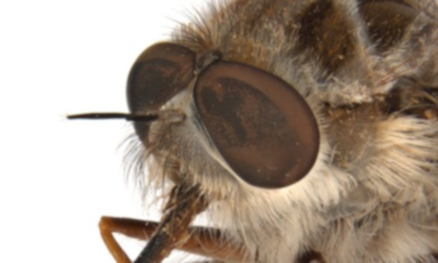 230 new species in real life Game of Flies - CSIRO