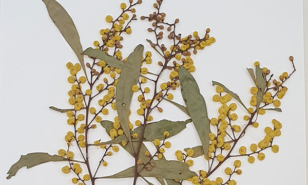 Revealing the secrets of Golden Wattle - CSIRO