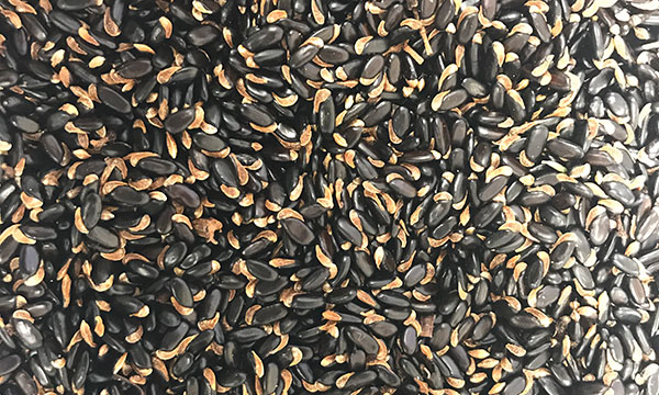 One giant leap for Aussie Golden Wattle - CSIRO