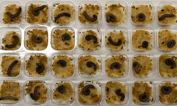 Project to combat fall armyworm in Australia and South East Asia - CSIRO