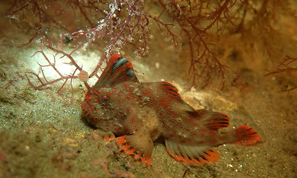 Red handfish juveniles released to boost endangered wild population - CSIRO