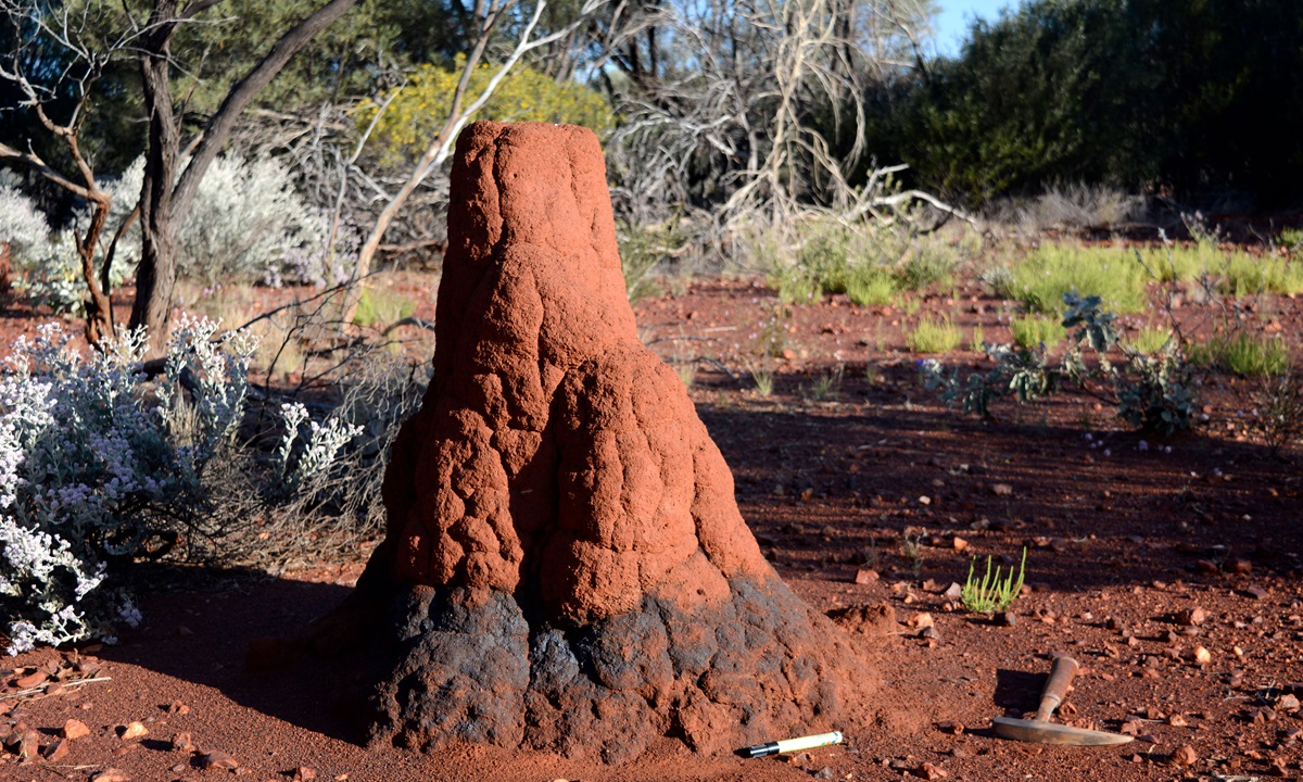Termite mounds map path to low emissions future - CSIRO