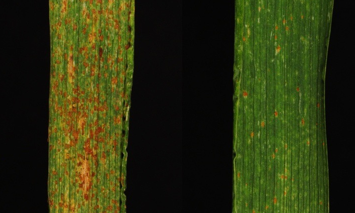 CSIRO 'gene sandwich’ to enhance wheat rust resistance - CSIRO CSIRO 'gene sandwich’ to enhance wheat rust resistance - CSIRO