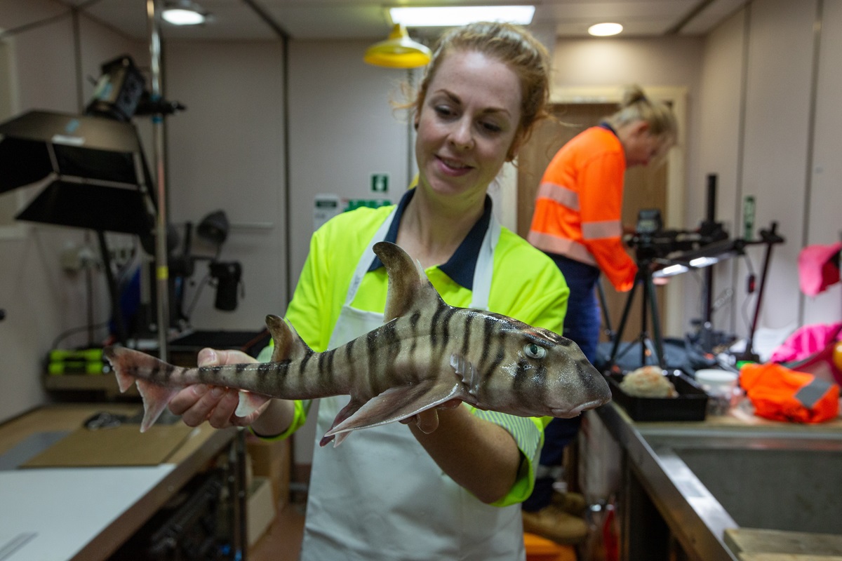 Discovering new and old sharks in our oceans - CSIRO