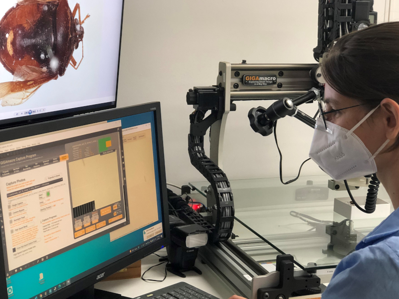 AI-powered app helps keep Australia free from stink bug pests - CSIRO