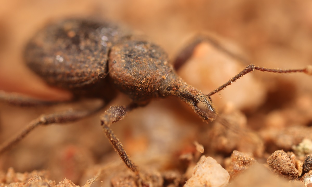From fish to ants: 139 new species named by CSIRO - CSIRO