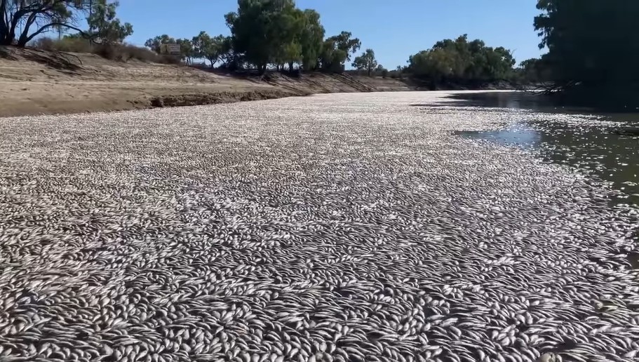 Expert commentary: Menindee fish kill - CSIRO