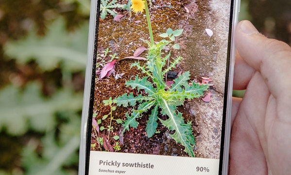 New AI-powered app set to transform weed management in Australia - CSIRO