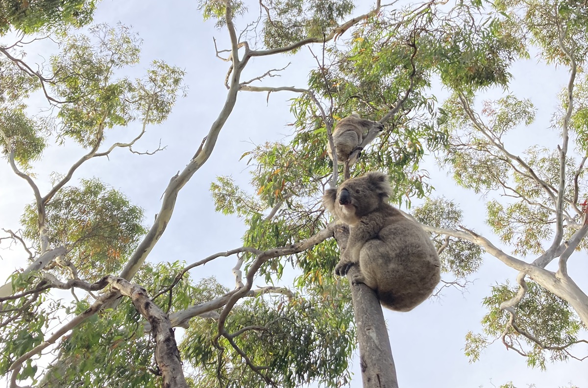 Great Koala Count: Aussies urged to track sightings of iconic ...