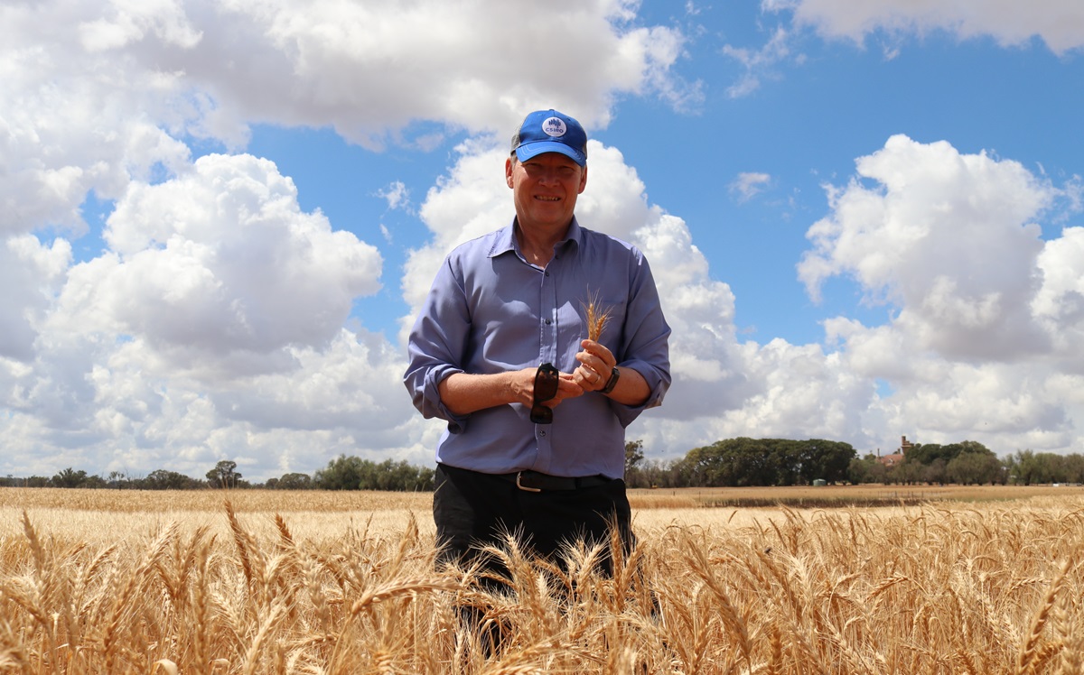 New insights into the most profitable cropping systems in southern NSW ...