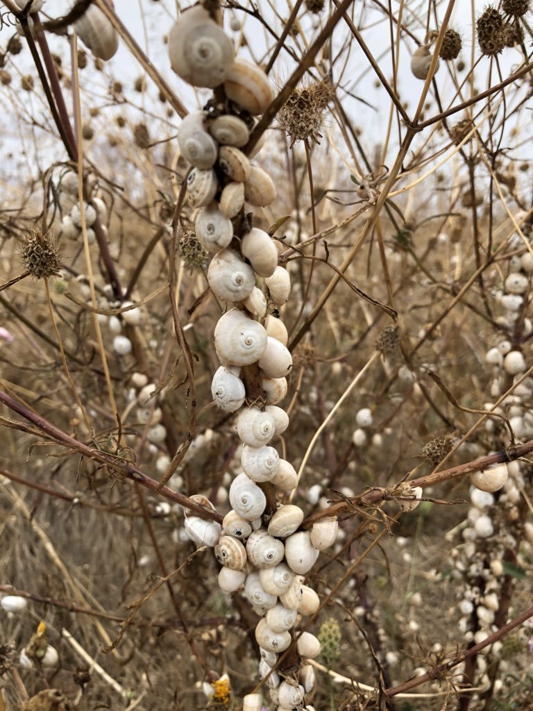 CSIRO study finds snails like red, dislike garlic - CSIRO