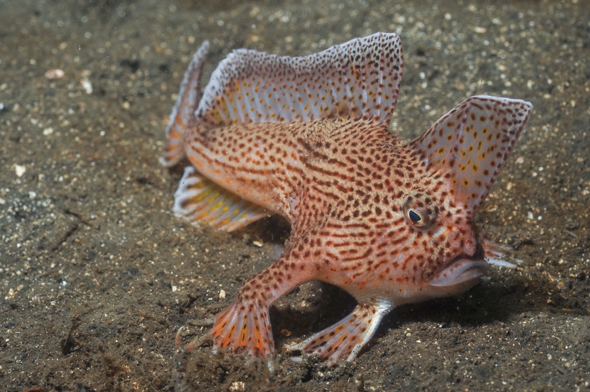 CSIRO scientists sequence first ever Spotted Handfish genome - CSIRO