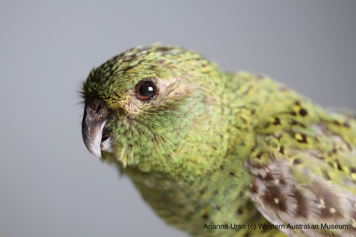 Secrets of Night Parrot unlocked after first genome sequenced - CSIRO