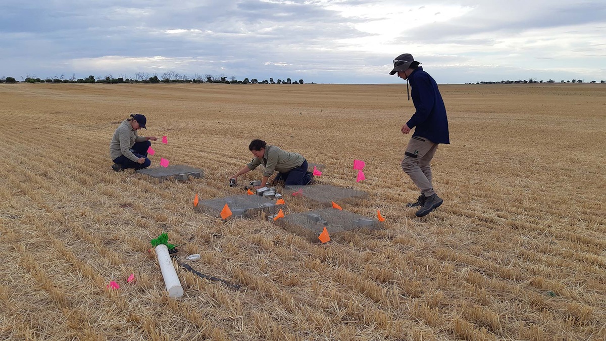 Investments target new normal of mouse activity - CSIRO