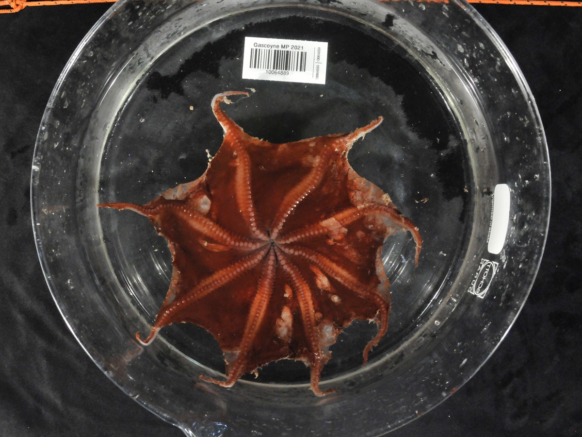 New species of octopus discovered in a deep-sea canyon - CSIRO