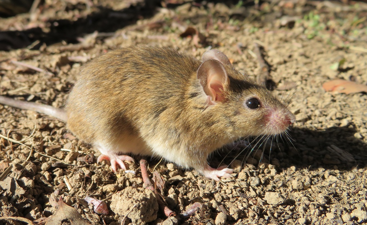 World-first technology to suppress invasive mice - CSIRO