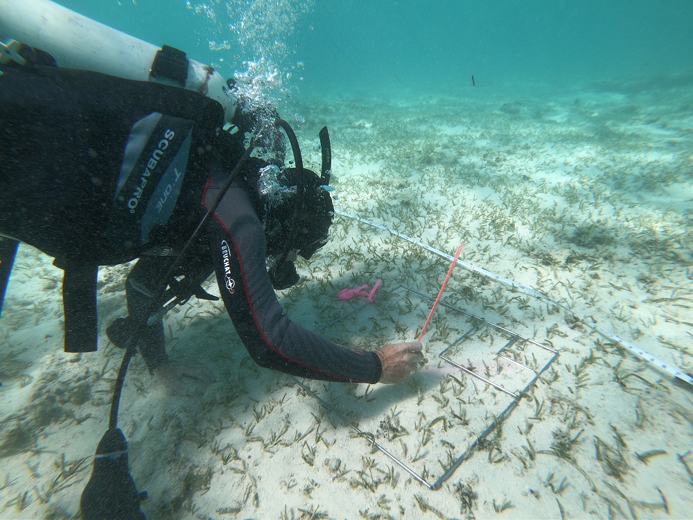 What treasures did we find at Ashmore Reef Marine Park? - CSIRO