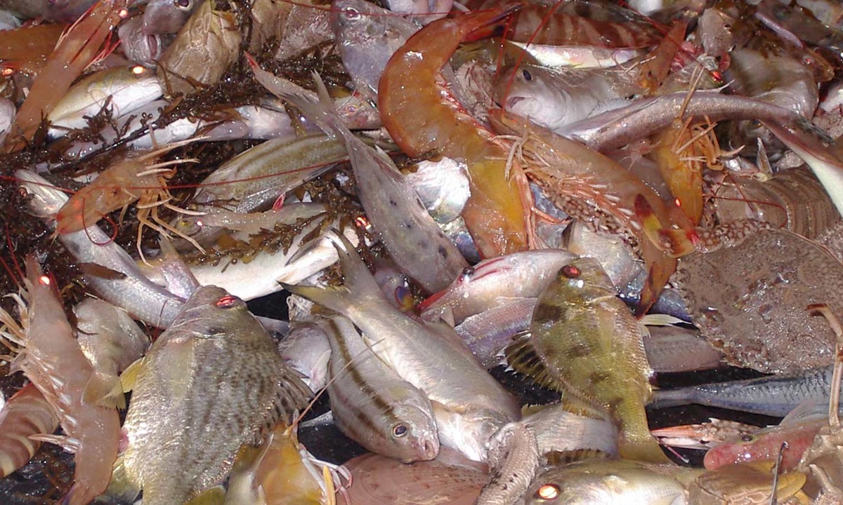 Marine climate responses - CSIRO