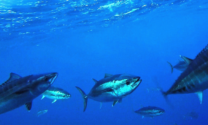 Genetic tagging to monitor juvenile southern bluefin tuna - CSIRO