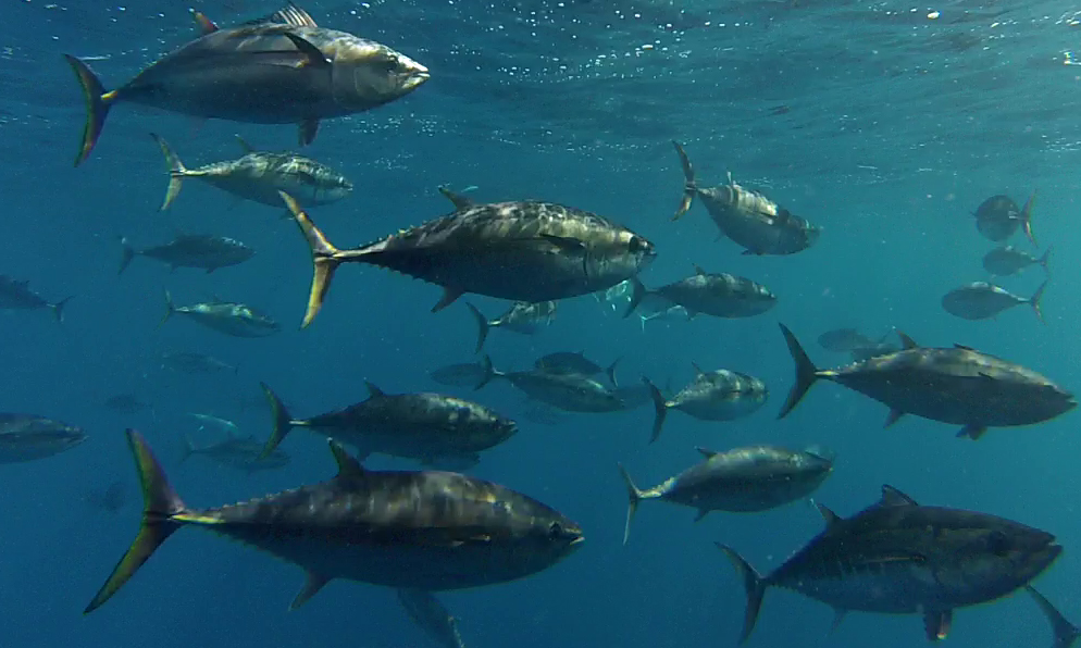 Tagging southern bluefin tuna in the Great Australian Bight - CSIRO