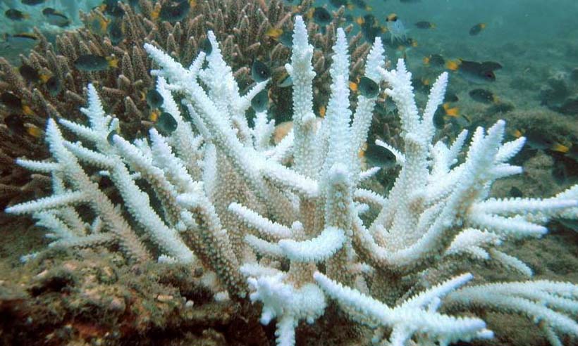 Monitoring ocean acidification on the Great Barrier Reef - CSIRO