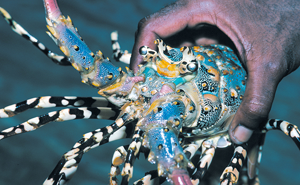 Rock lobster fishery balances lifestyle and livelihood - CSIRO