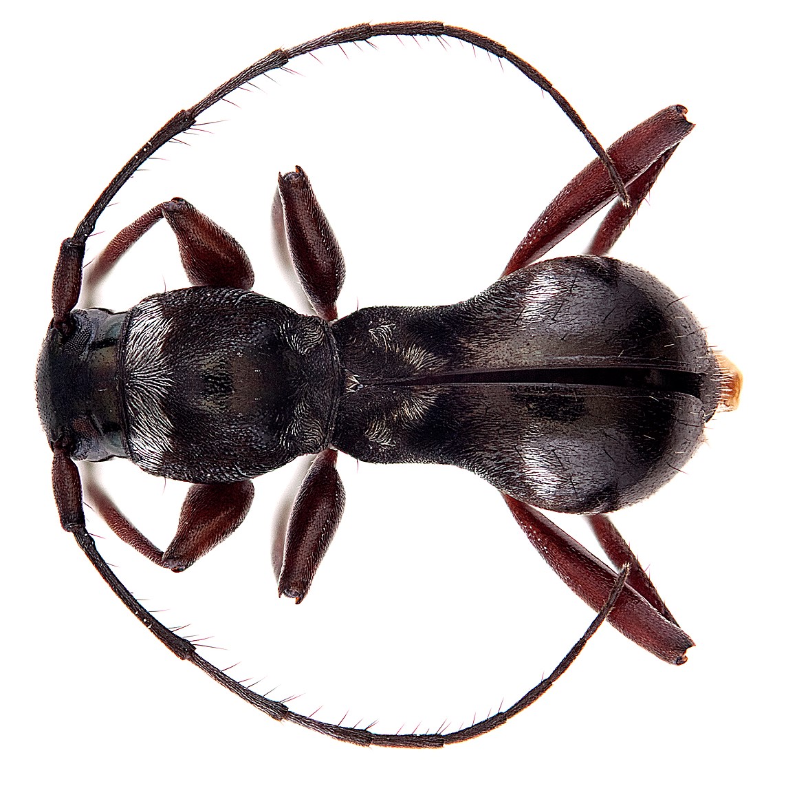 Royal Entomological Society trumpet longhorn beetle book with ...