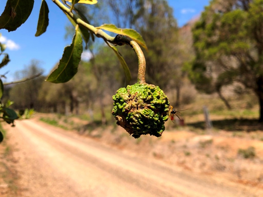 The Garragal Project: highlighting the value of Indigenous knowledge ...