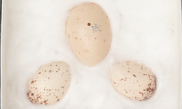 Are cuckoo eggshells thicker to protect them from their hosts? - CSIRO