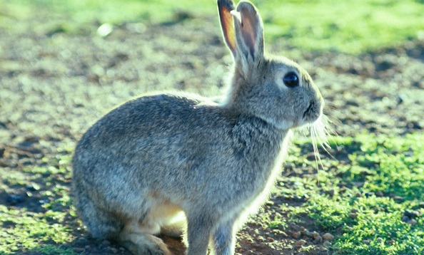 Alien invasive species in Australia - CSIRO