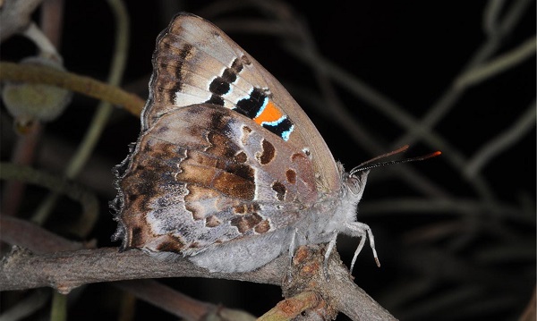 The Bug Choice Awards: meet some cool and interesting insects - CSIRO