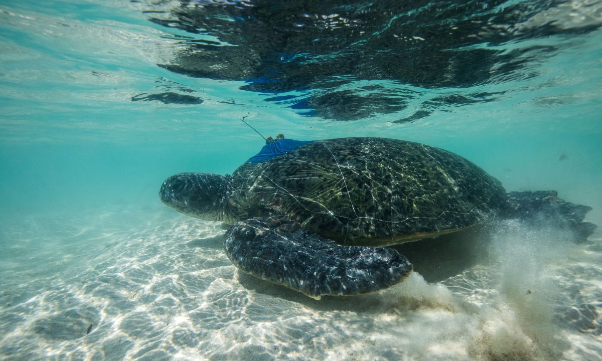 The turtle package: researching sea life at Ningaloo Reef - CSIRO