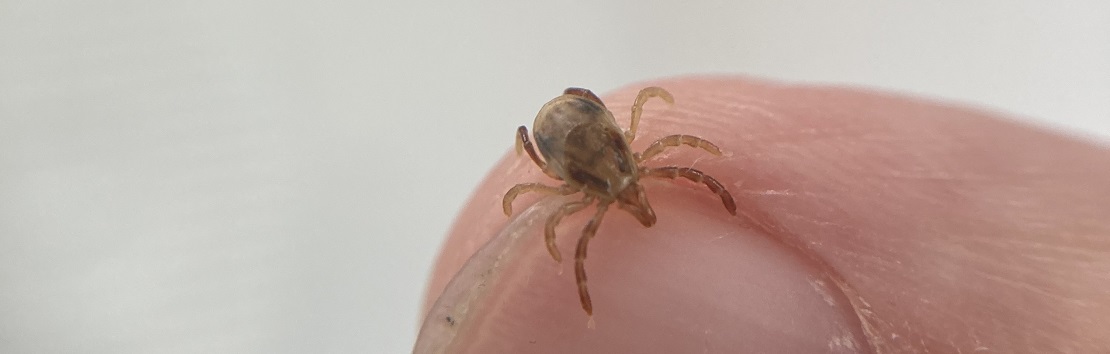 Ticked off: tick tactics on the go - CSIRO