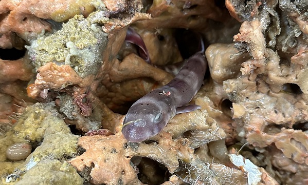 Hide and seek: sharks found in sponge houses - CSIRO