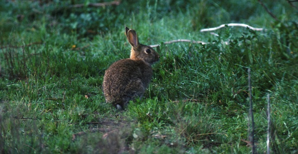 Rabbit disease detectives on the case for virus monitoring - CSIRO