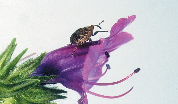 Weevil Weevil rock you: introducing our favourite weevils - CSIRO