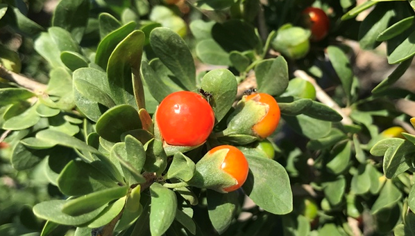 Rust is a must for African Boxthorn battle - CSIRO